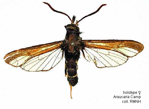 Papua Insects Foundation (Lepidoptera/Sesiidae/Nokona hyalochrysa)